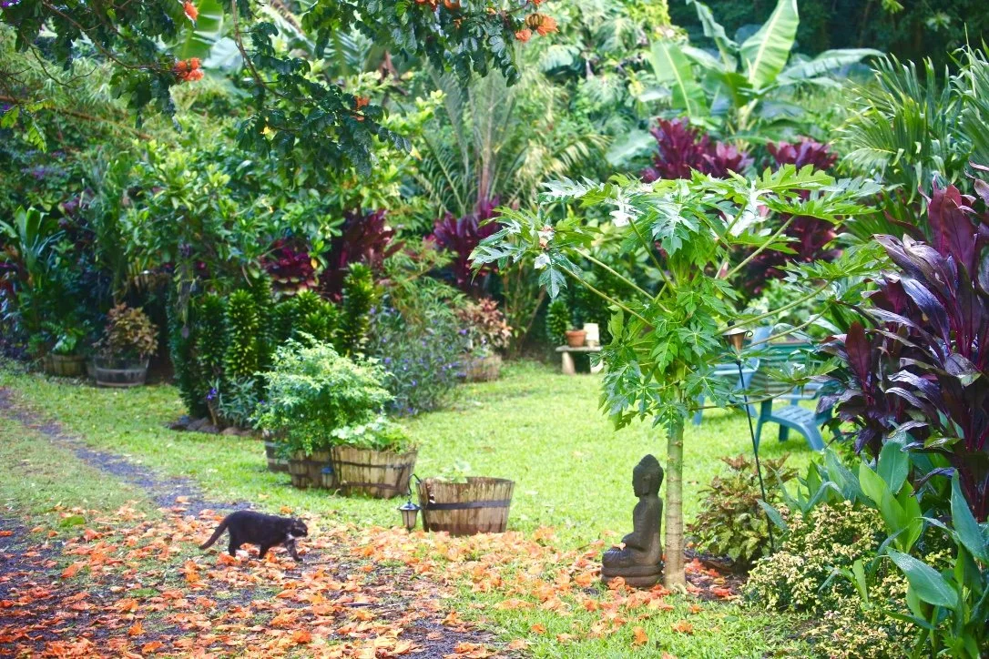 Photo Galleries | Discover, Share, Support Today — Leilani Farm Sanctuary