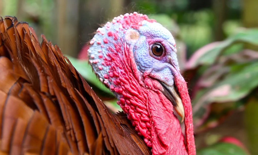 Meet the Animals — Leilani Farm Sanctuary