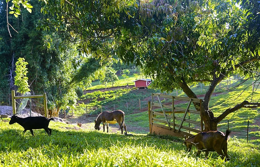Tour the Sanctuary — Leilani Farm Sanctuary