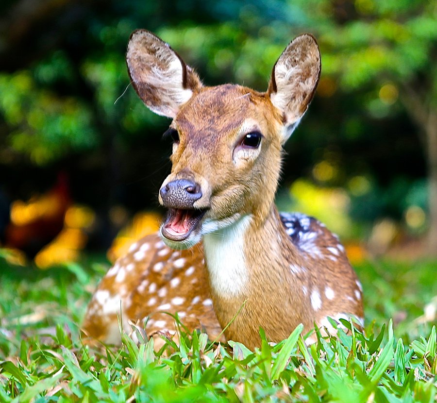 Meet the Deer — Leilani Farm Sanctuary