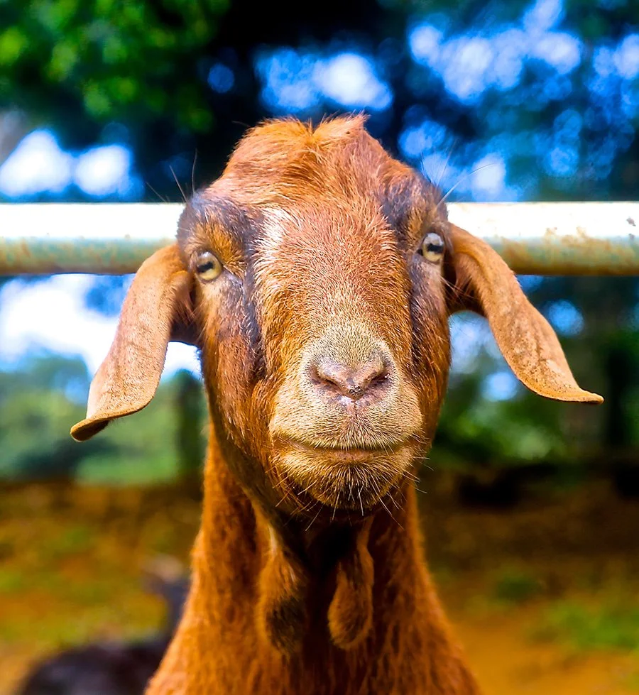 Donate to the Sanctuary — Leilani Farm Sanctuary