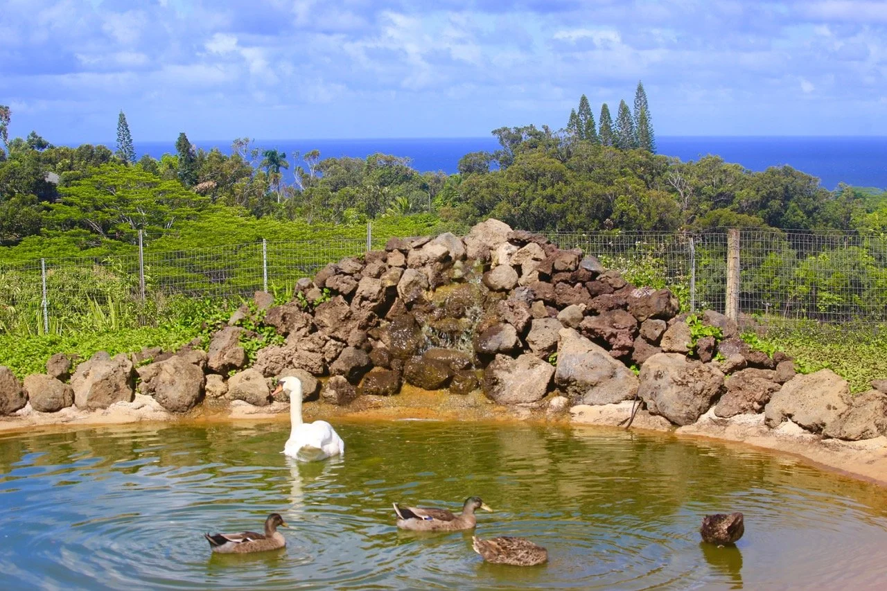 What to Expect on Your Leilani Farm Tour — Leilani Farm Sanctuary