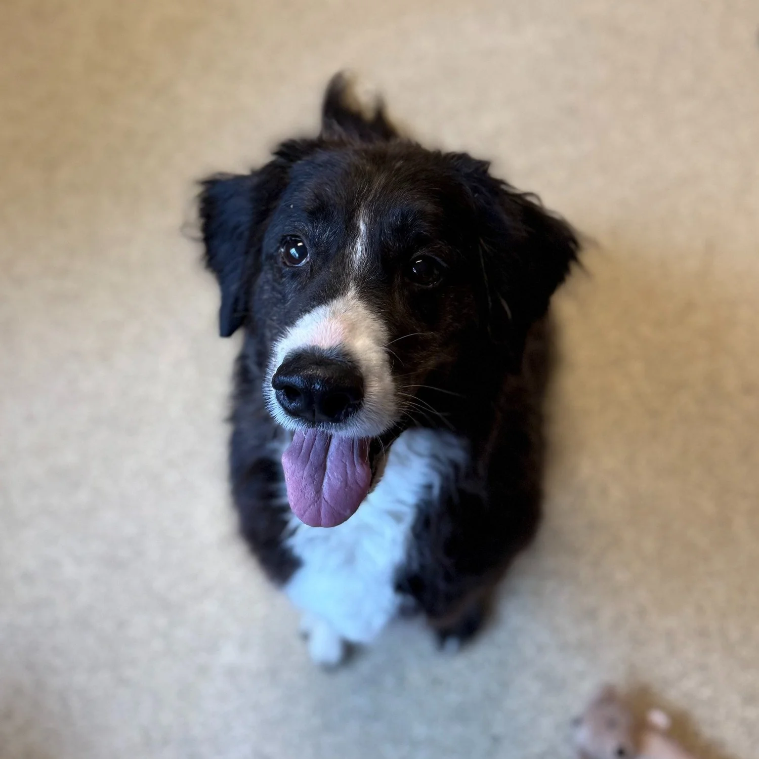 Adoptable Dogs | Find Your Perfect Pet - Adopt Today — Little Traverse ...