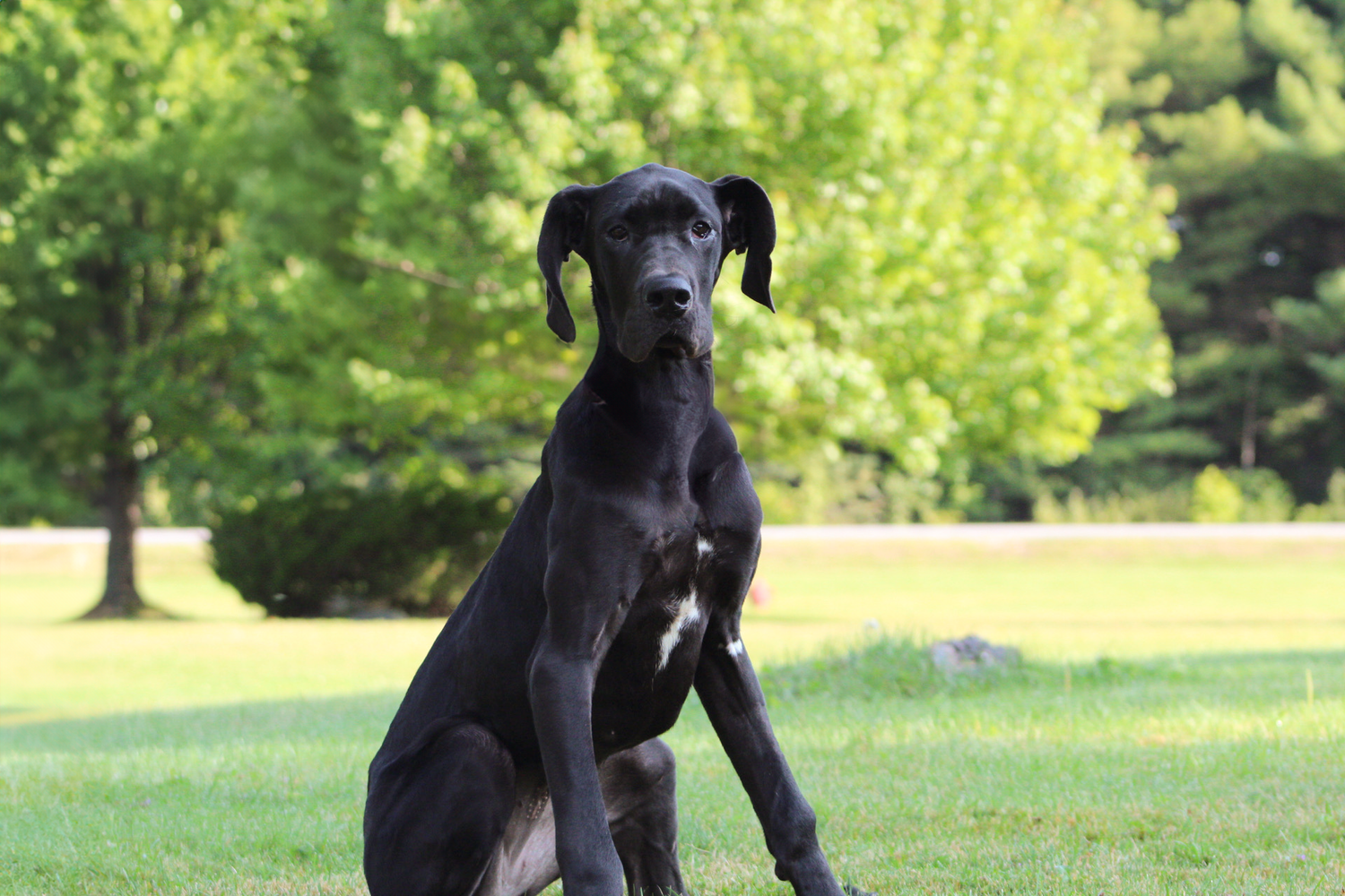Adoptable Dogs — Little Traverse Bay Humane Society