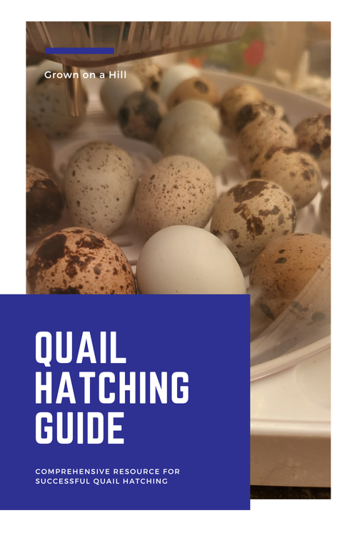 Quail Hatching Guide — Grown On a Hill