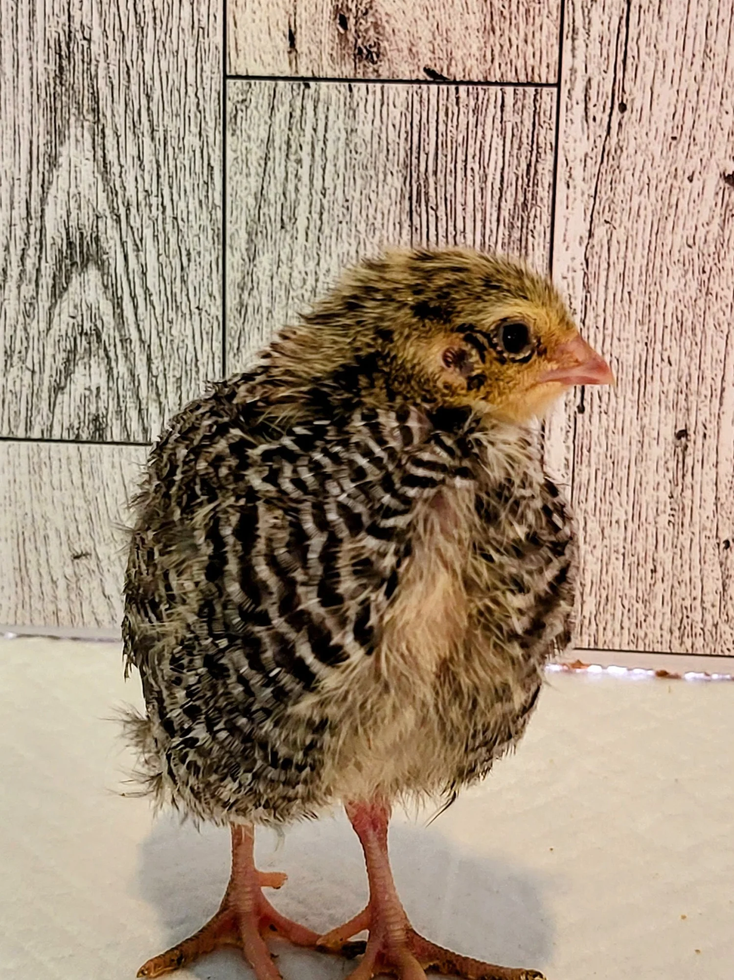 Quail Hatching Guide — Grown On a Hill