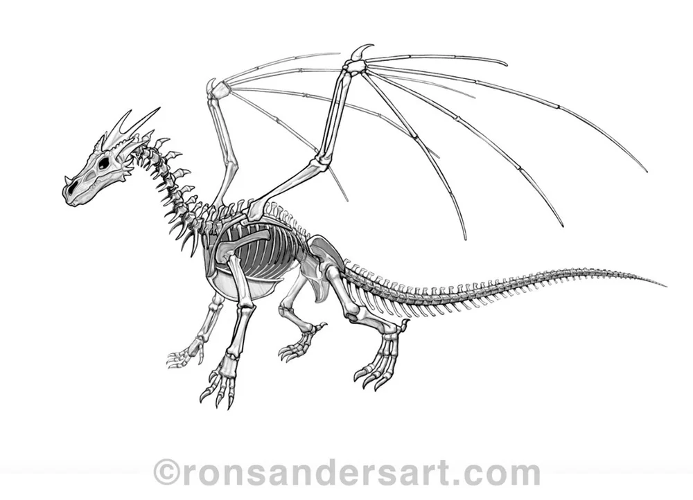 Dragon Anatomy - digital — Ron Sanders Art