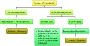 The continuity of species — Unlearn