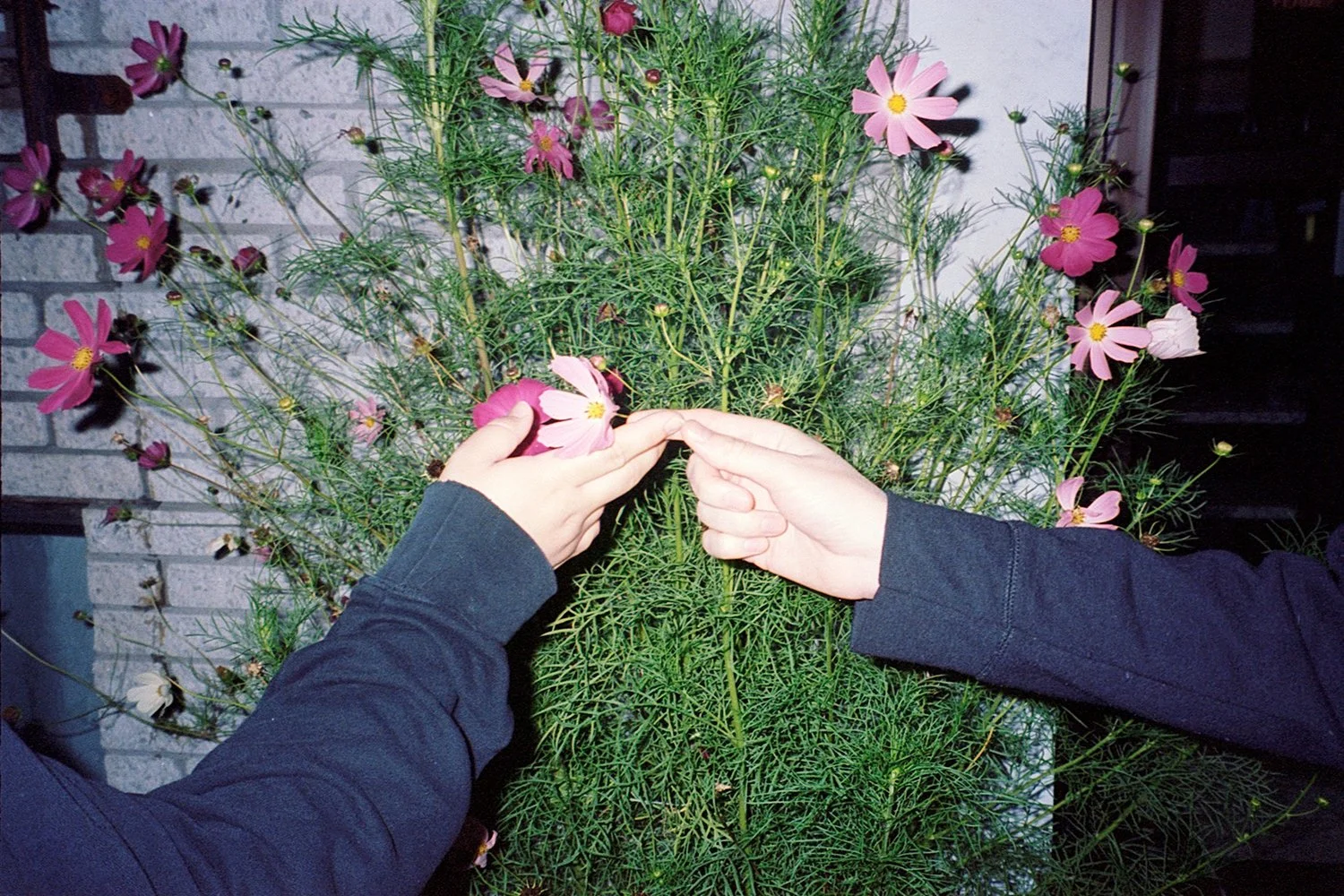 How to Organize Your Negatives and Film Scans — Analog Postal | Film ...