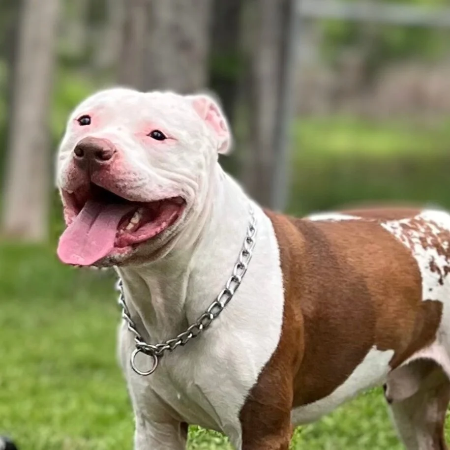 Our Resident Dogs — The Bully Sanctuary