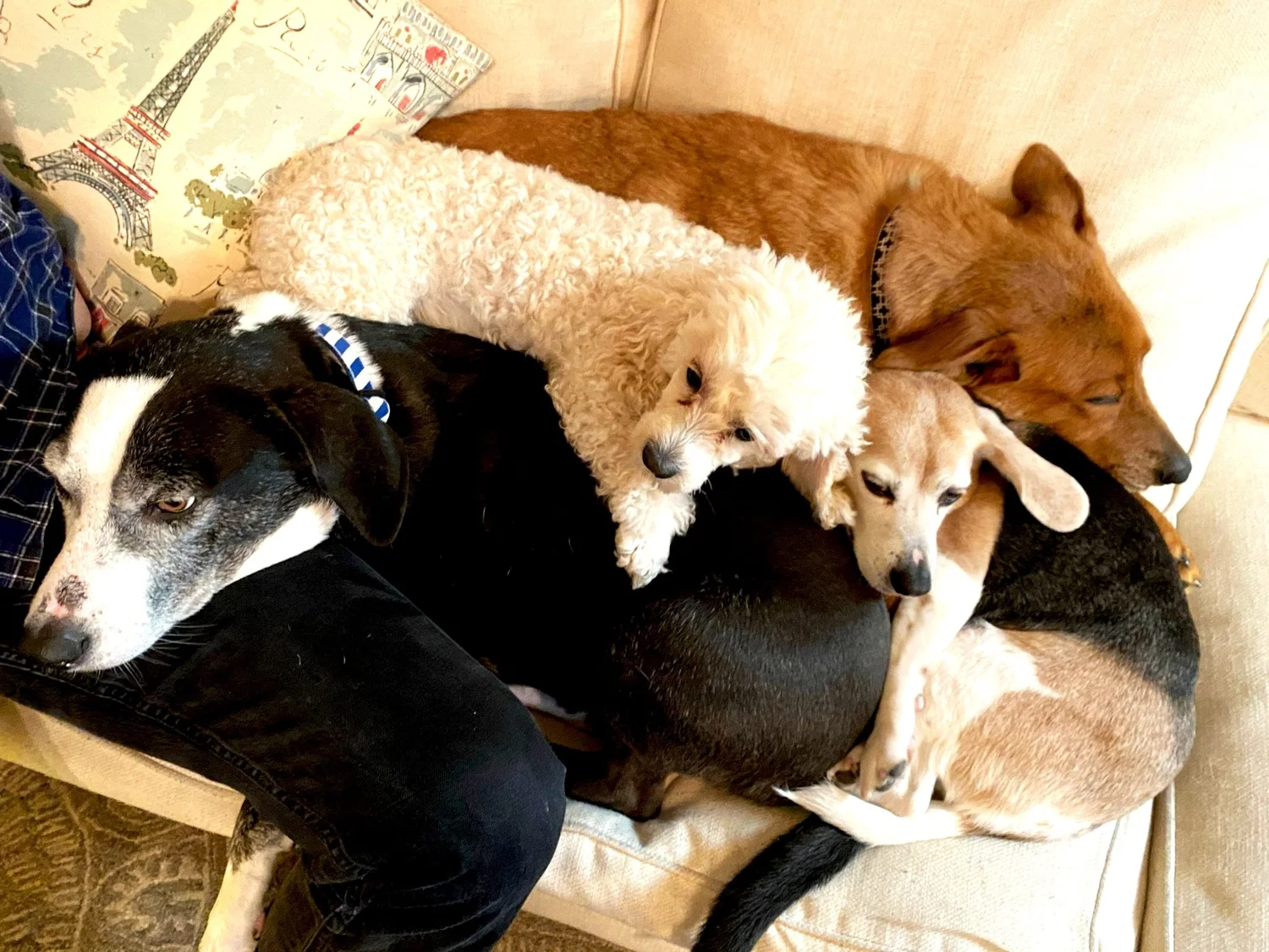 Cats & Dogs — Blue Barn