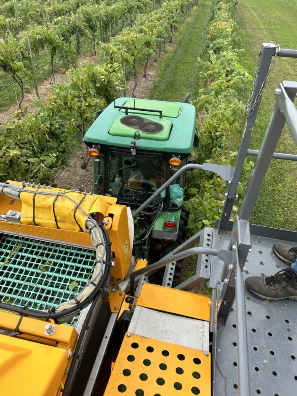 Winery & Vineyard Images - See what awaits at Cedar Rose Vineyards