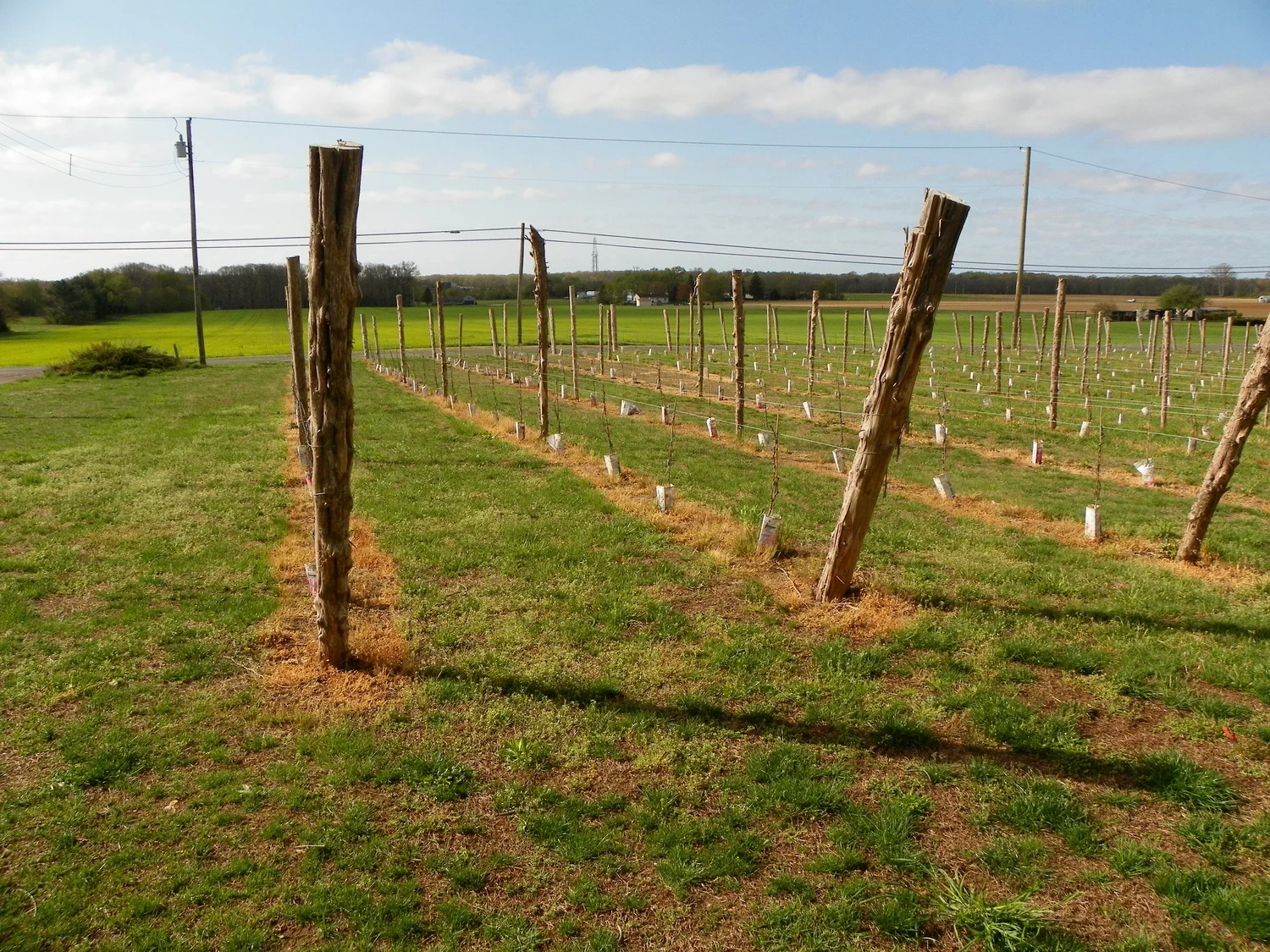 Winery & Vineyard Images - See what awaits at Cedar Rose Vineyards