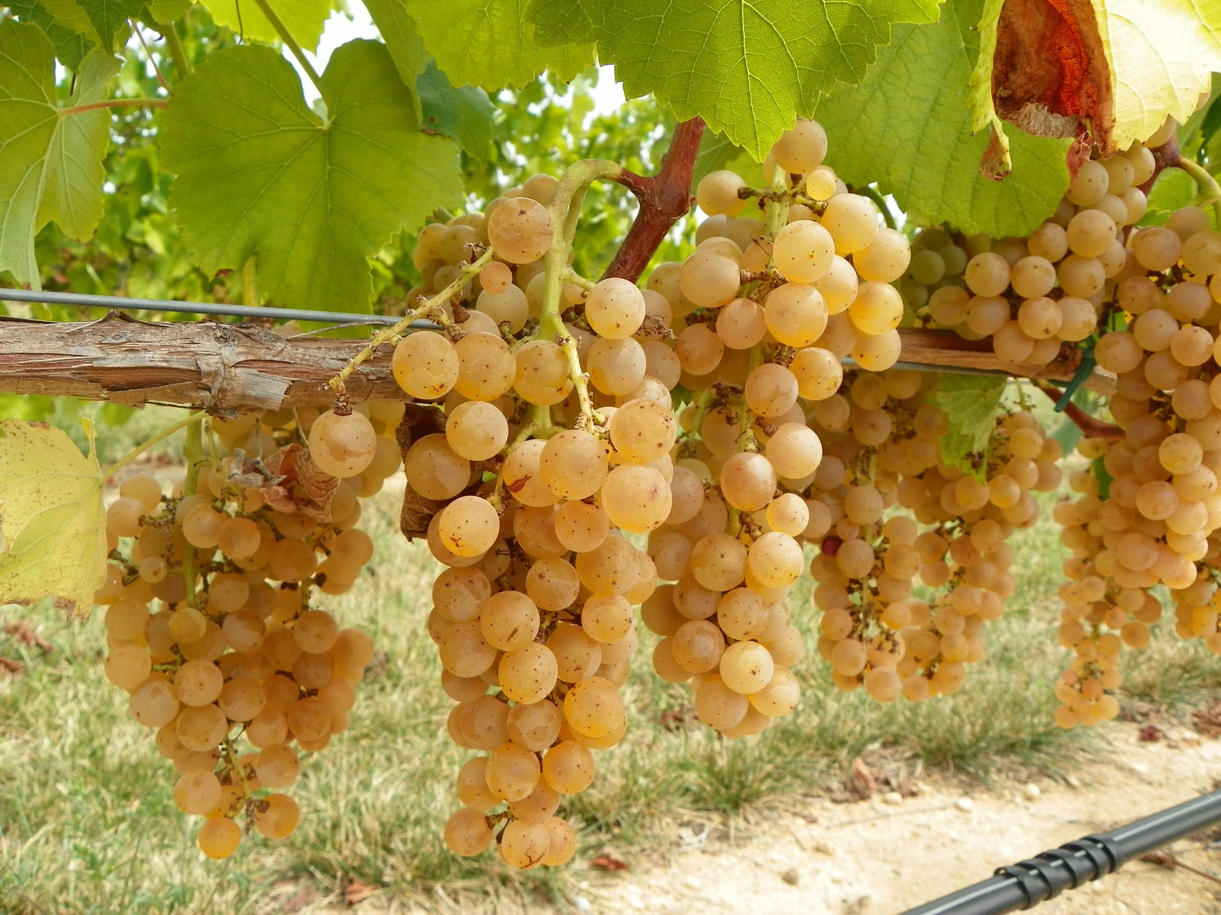 Winery & Vineyard Images - See what awaits at Cedar Rose Vineyards