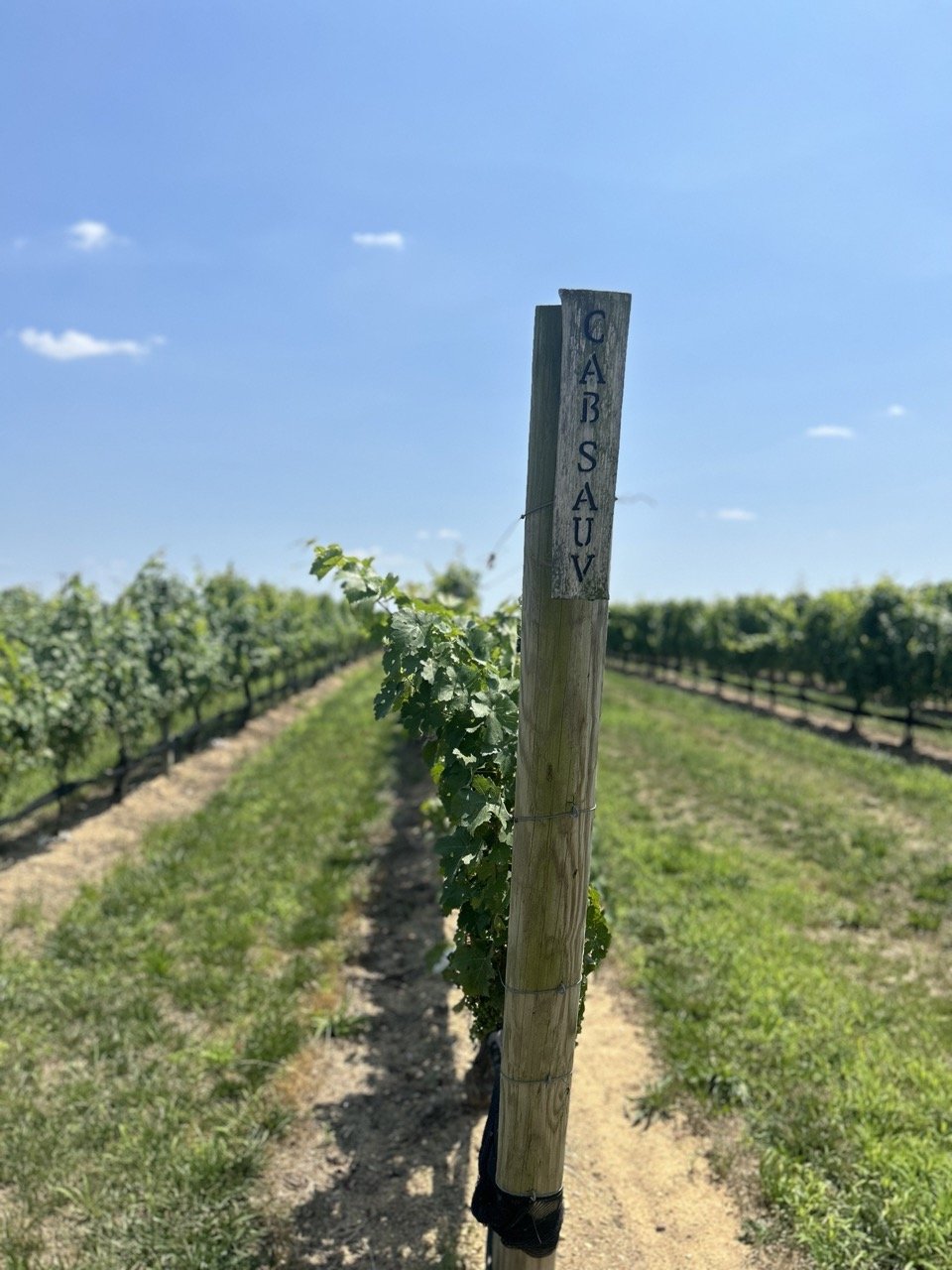 Winery & Vineyard Images - See what awaits at Cedar Rose Vineyards