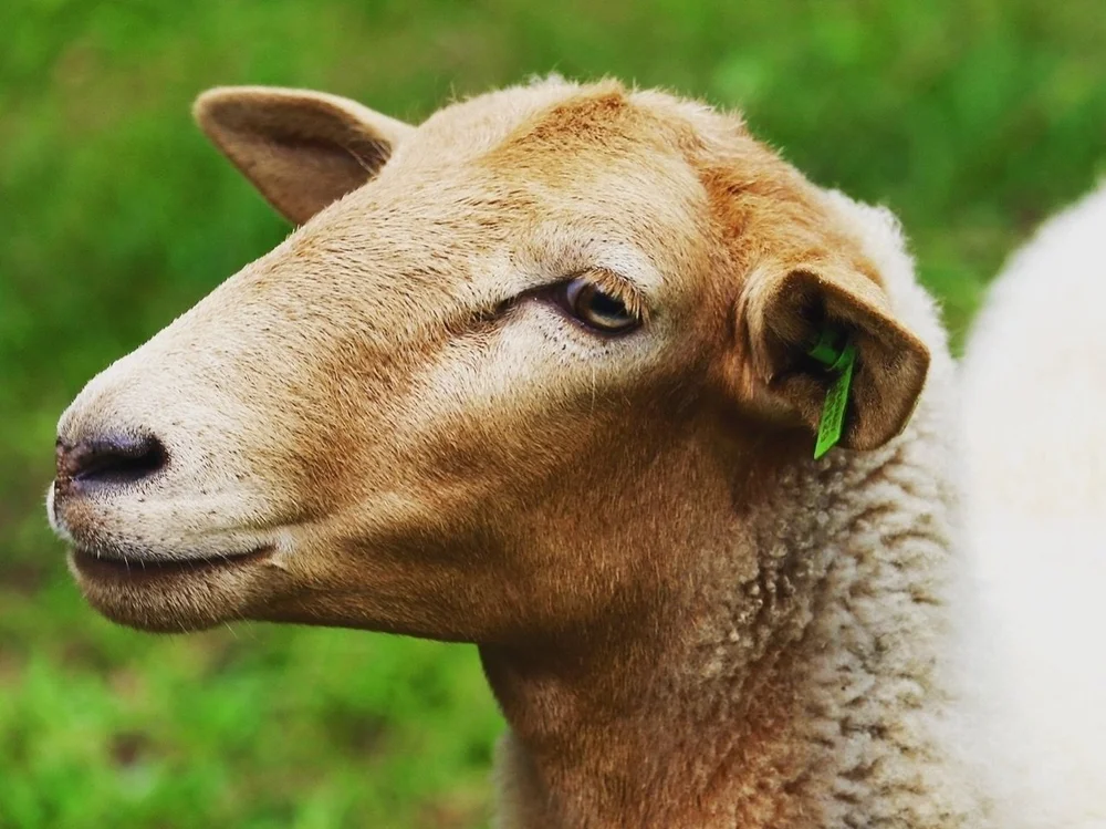 Florida Cracker Sheep Association