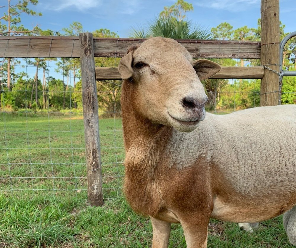 FCSA Members — Florida Cracker Sheep Association