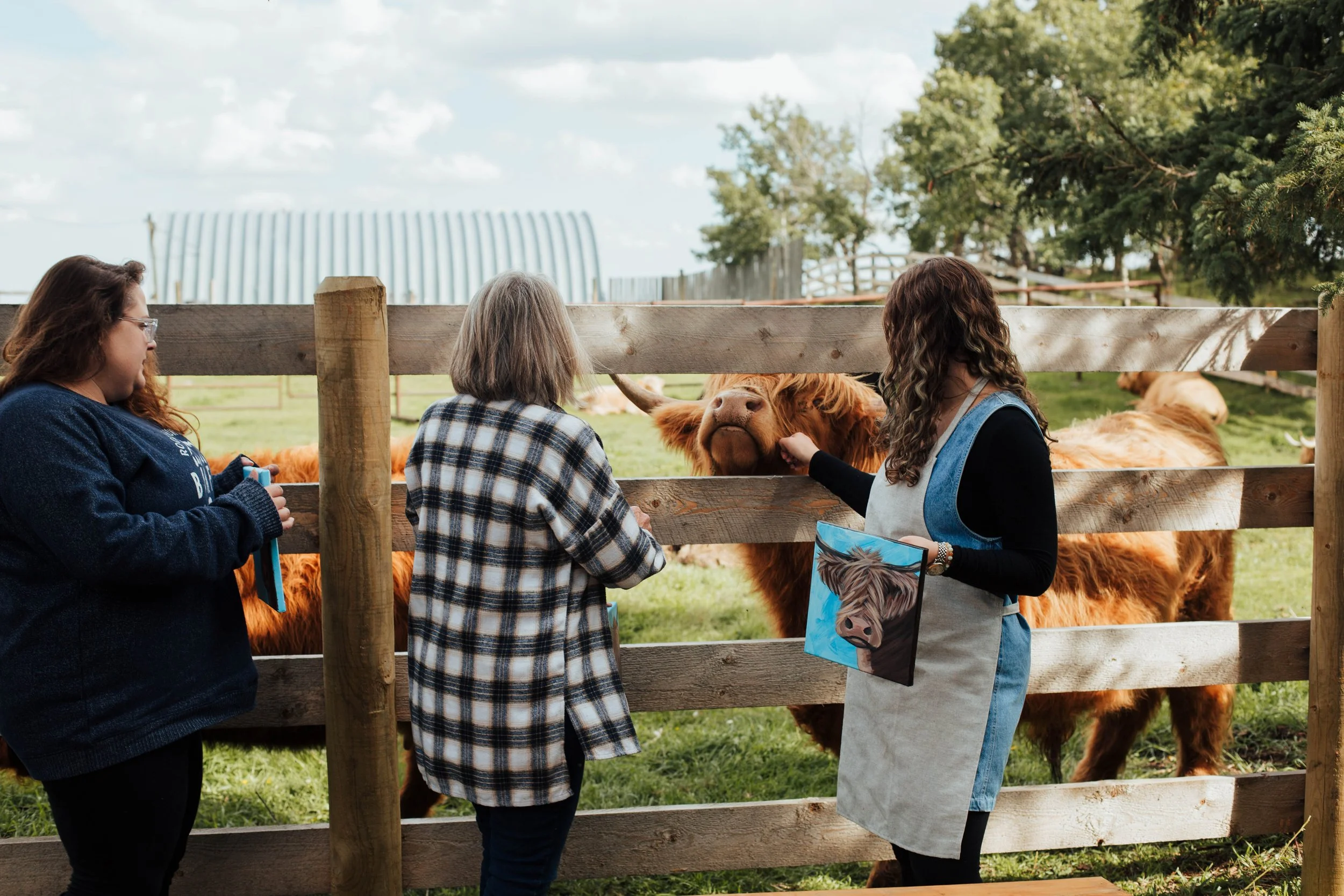 Highland Cows in Rural Alberta
