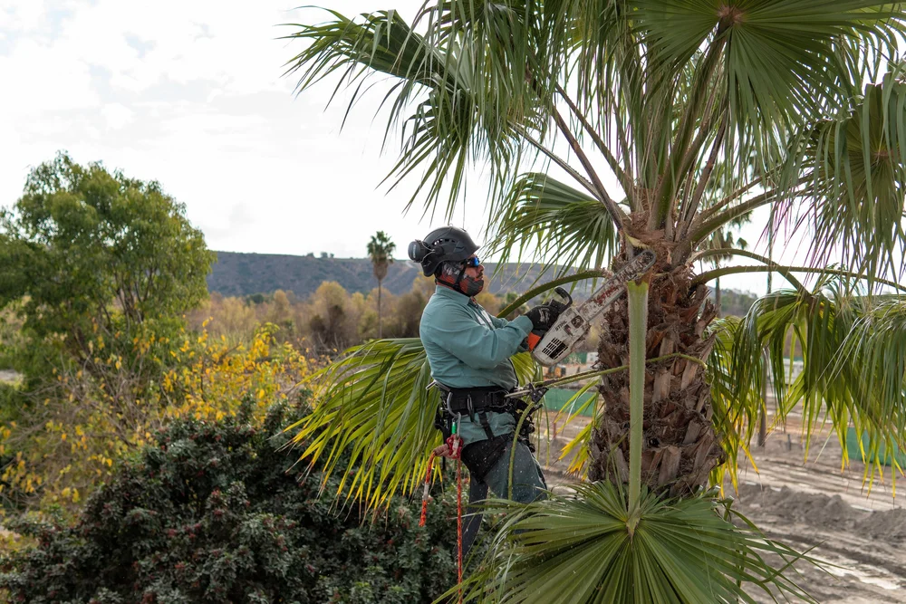 Services — Emma Tree Service