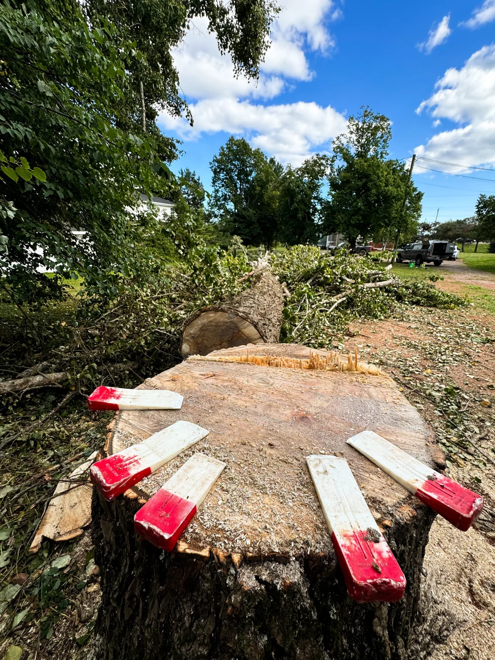 PEI Tree Removal, Trimming, Planting: Twin Pines Tree Service