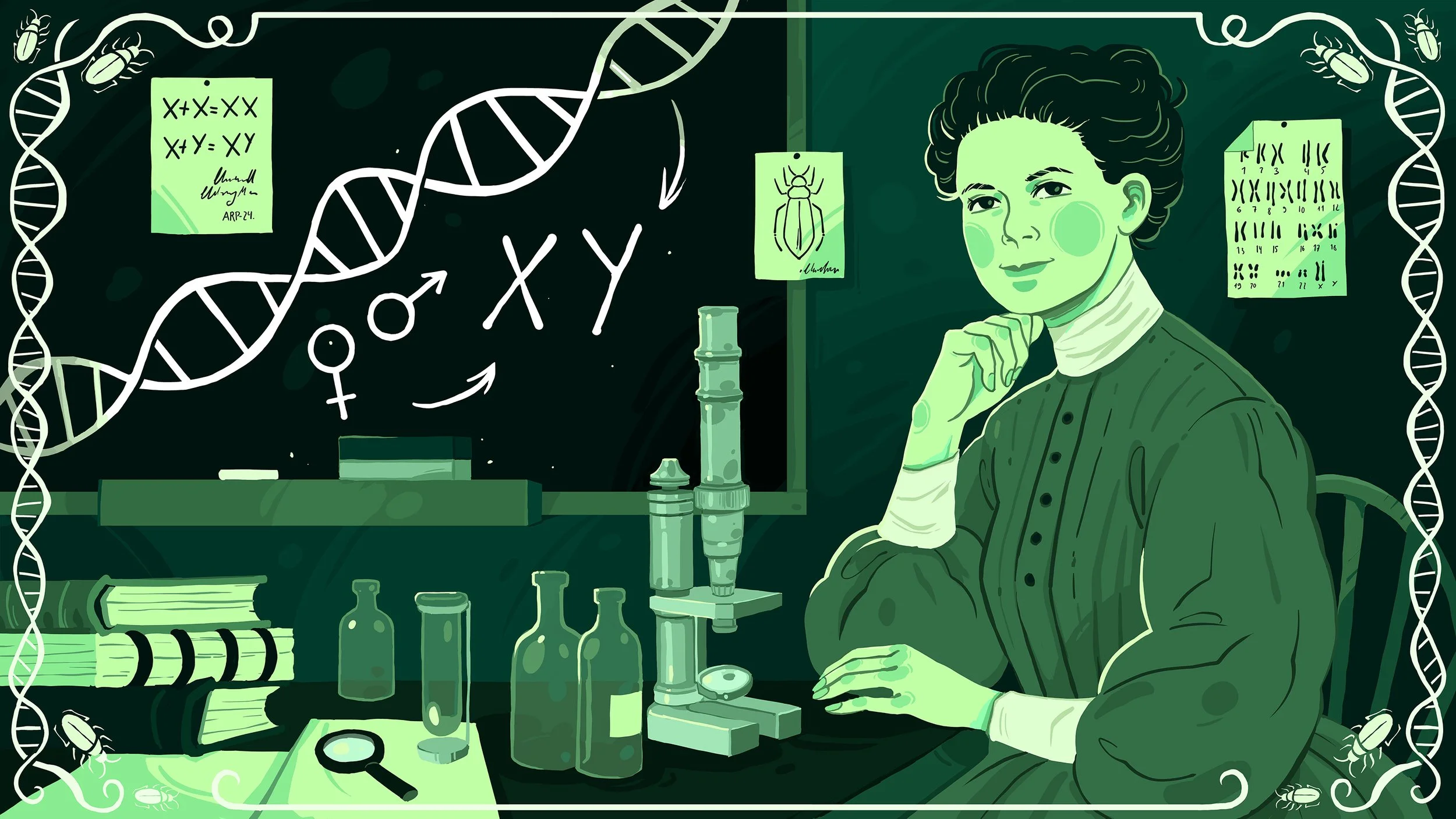 Nettie Stevens | Discoverer of Sex Chromosomes - Illustrated Story ...