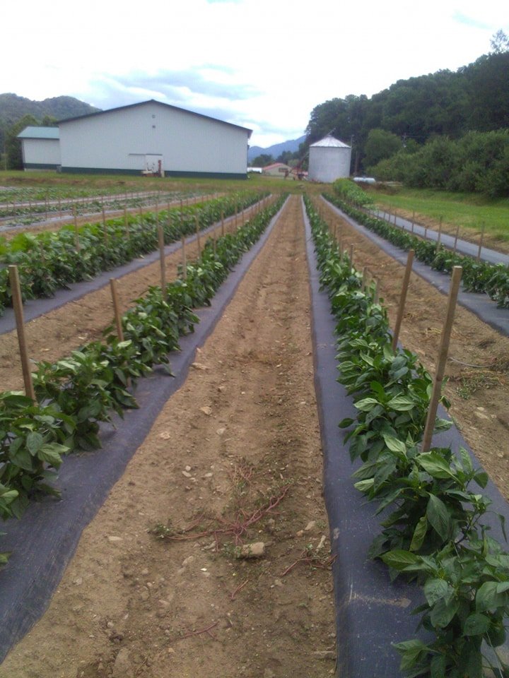 Farm Grown Vegetables — Barber Orchards Fruit Stand