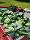 Farm Grown Vegetables — Barber Orchards Fruit Stand