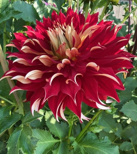 Pacific Northwest Dahlia Conference