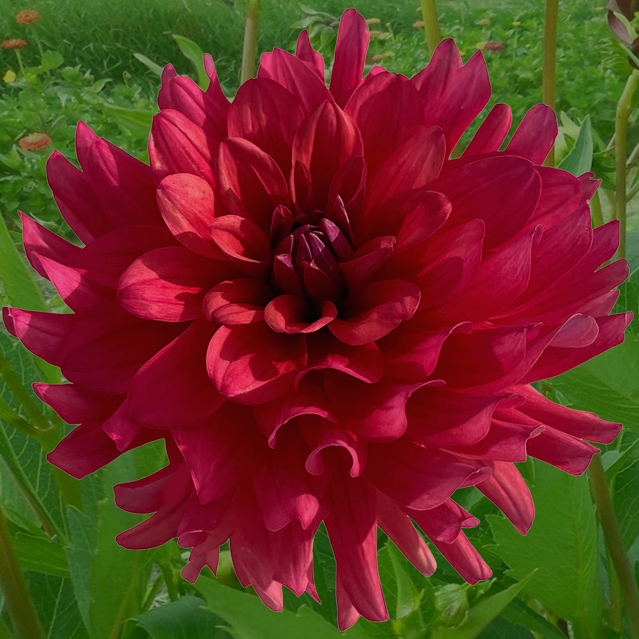Gold Medal Members — Pacific Northwest Dahlia Conference