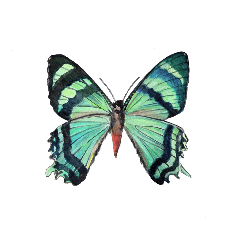 Zodiac moth 60 photos - Astrologytoyou.com
