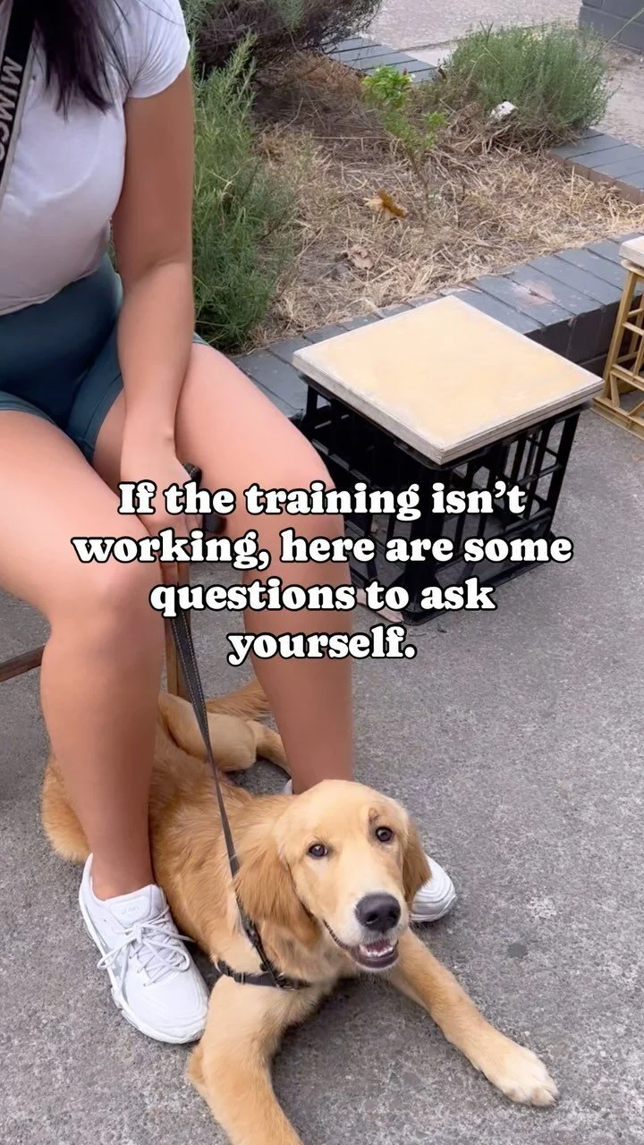 Dog Talk Training