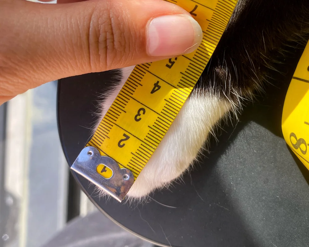 Sock Knitting 101: Measuring Your Foot — Classical Songbird Designs