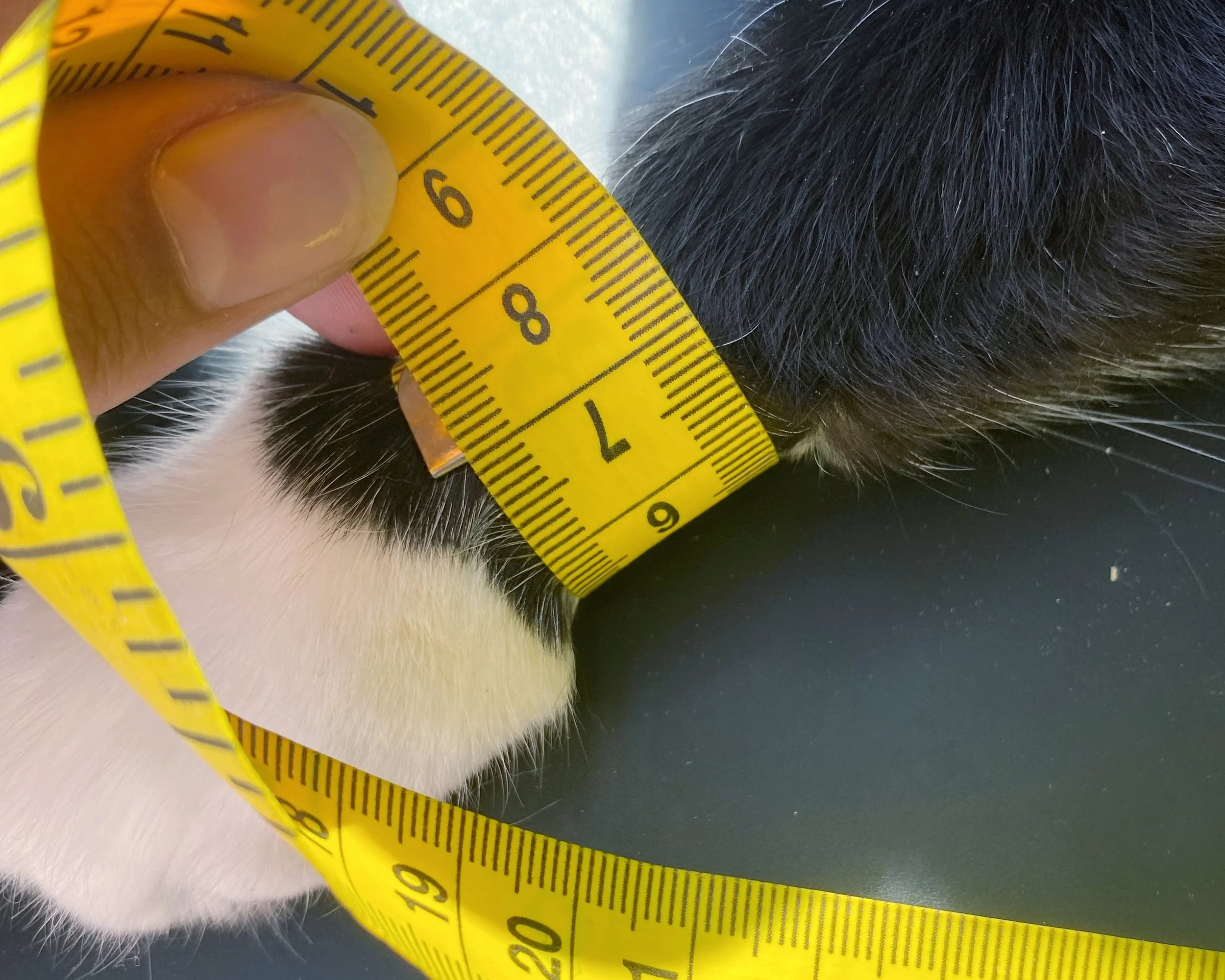 Sock Knitting 101: Measuring Your Foot — Classical Songbird Designs