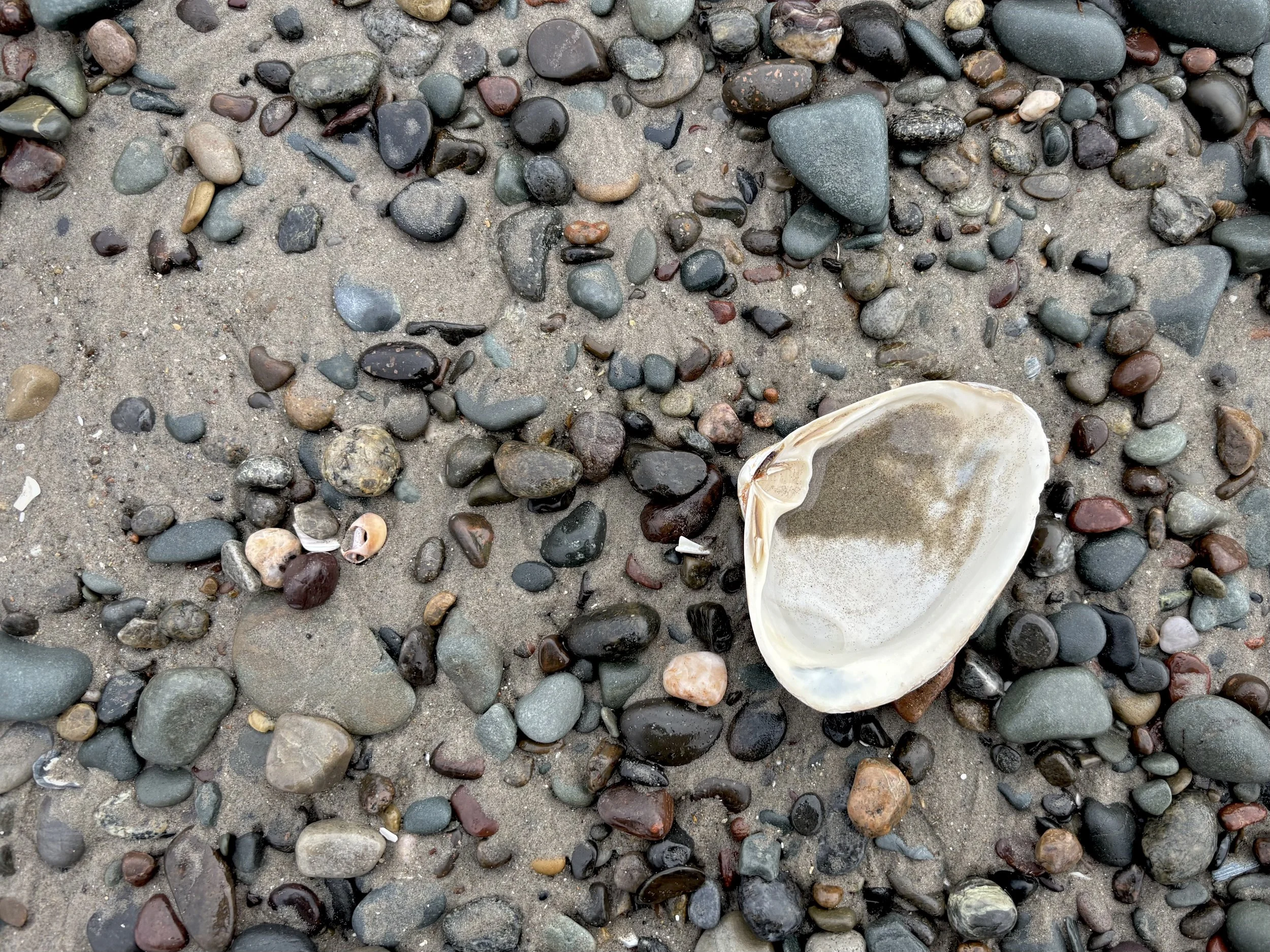 Tips for Collecting Seashells — Classical Songbird Designs