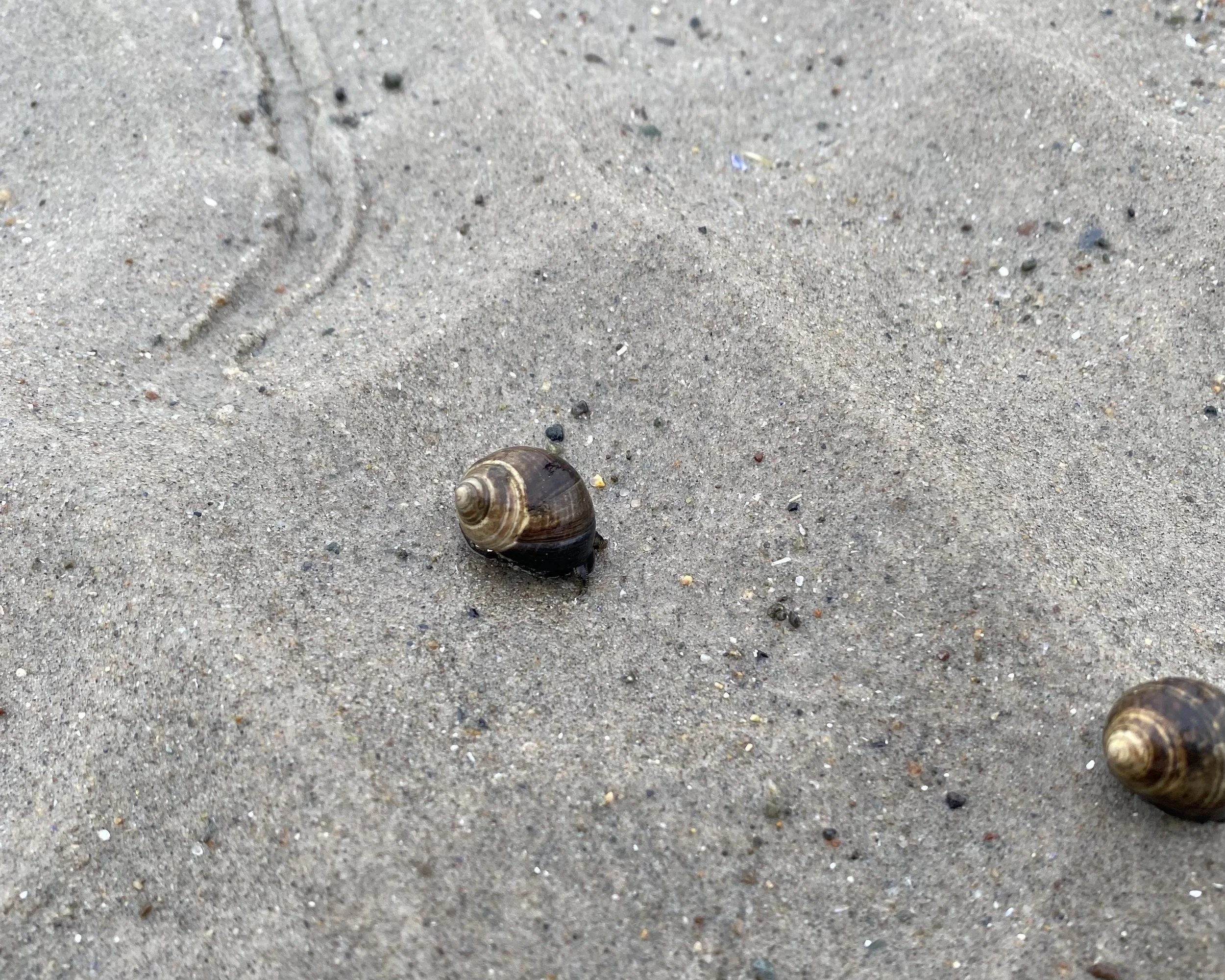 Tips for Collecting Seashells — Classical Songbird Designs