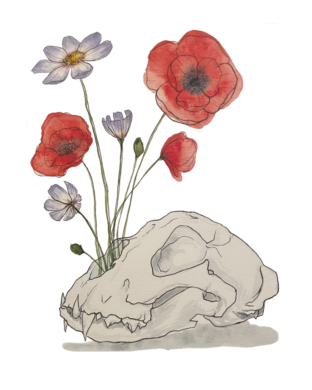 Johnston Illustration