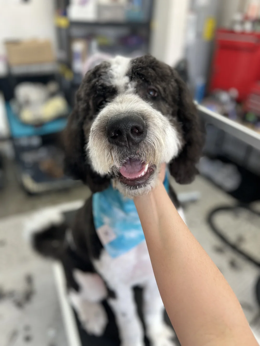 Fluff n' Buff Grooming Salon