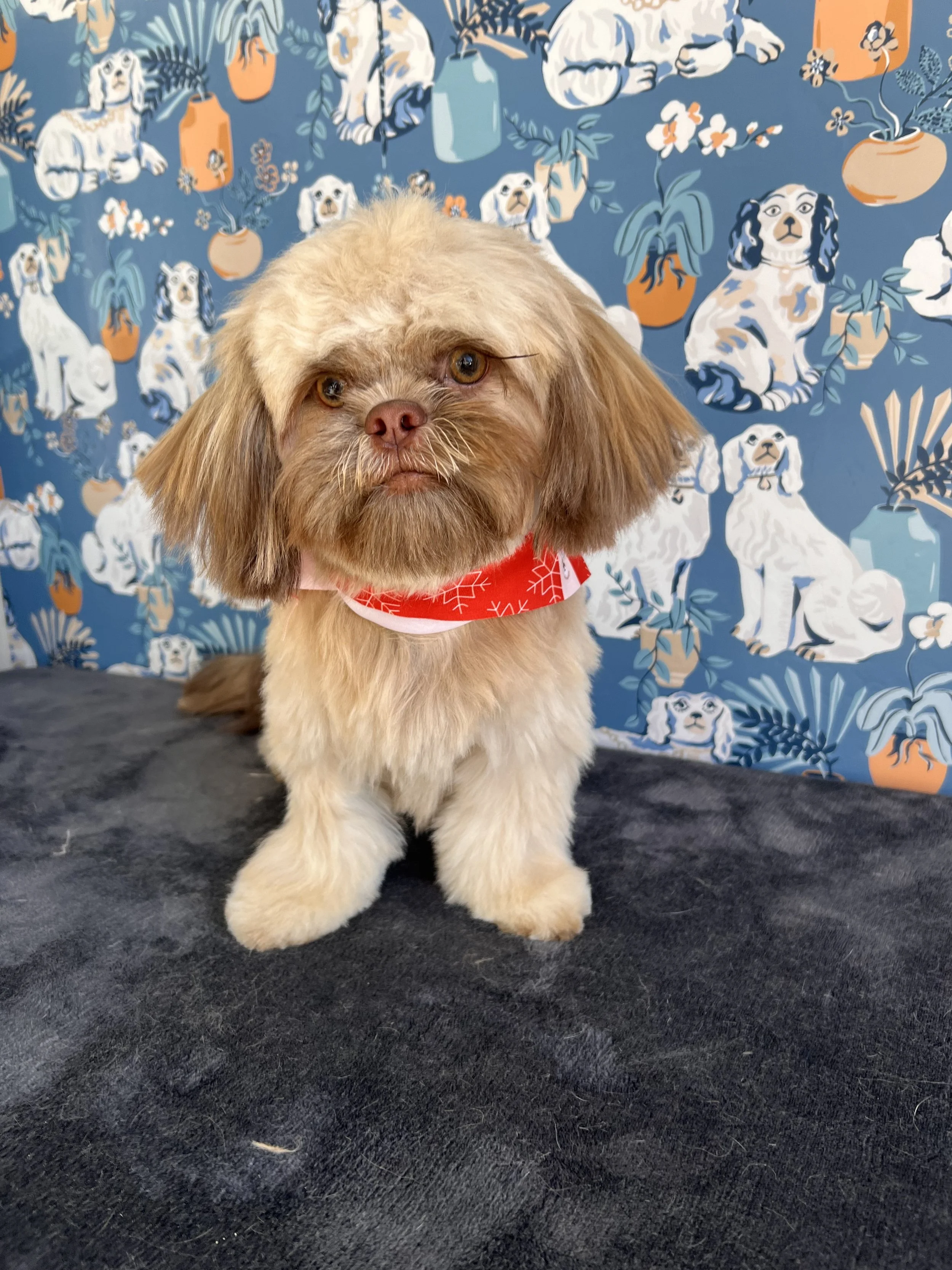 Fluff n' Buff Grooming Salon