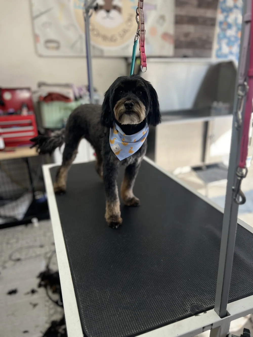 Fluff n' Buff Grooming Salon