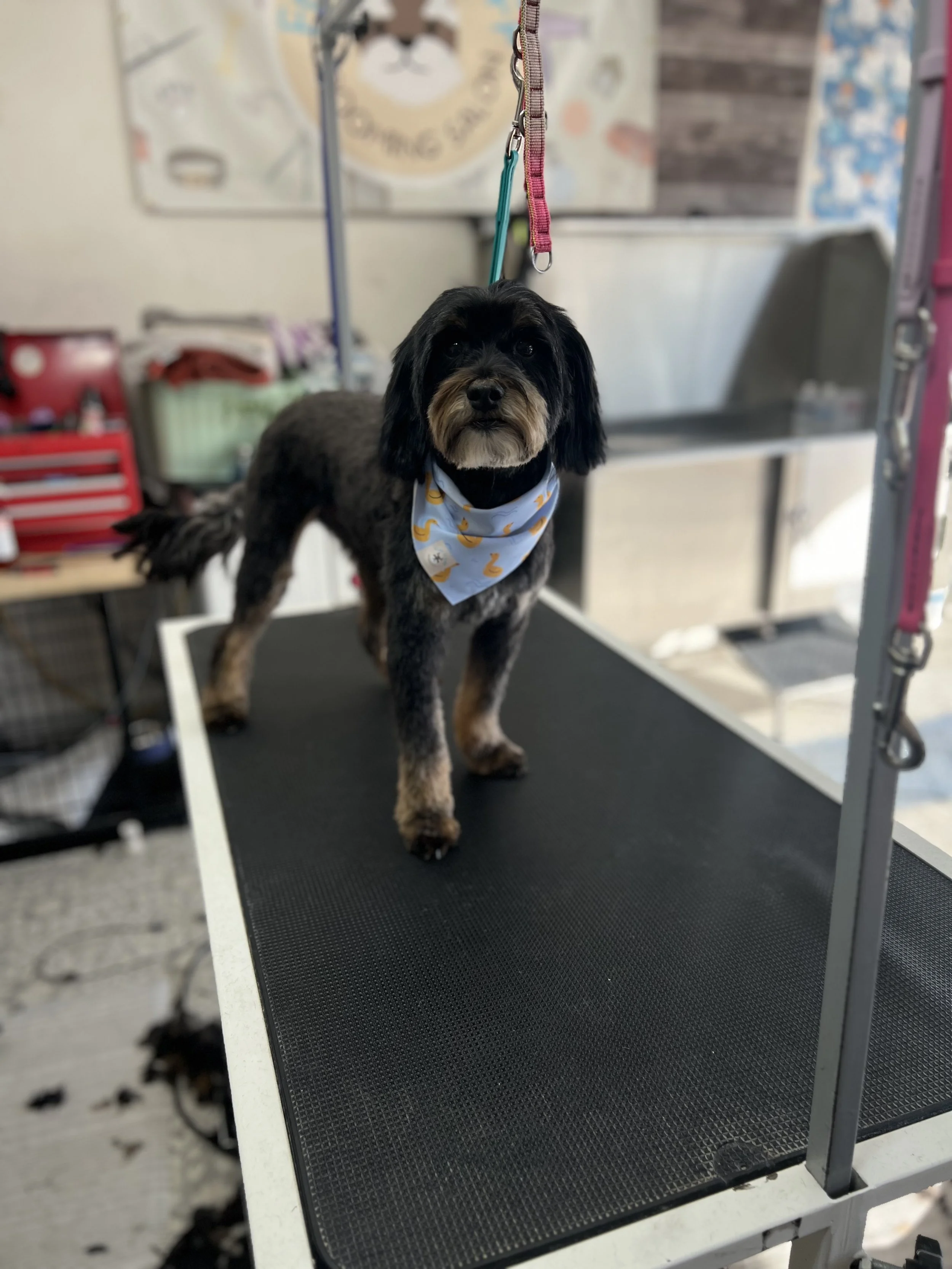 Fluff n' Buff Grooming Salon