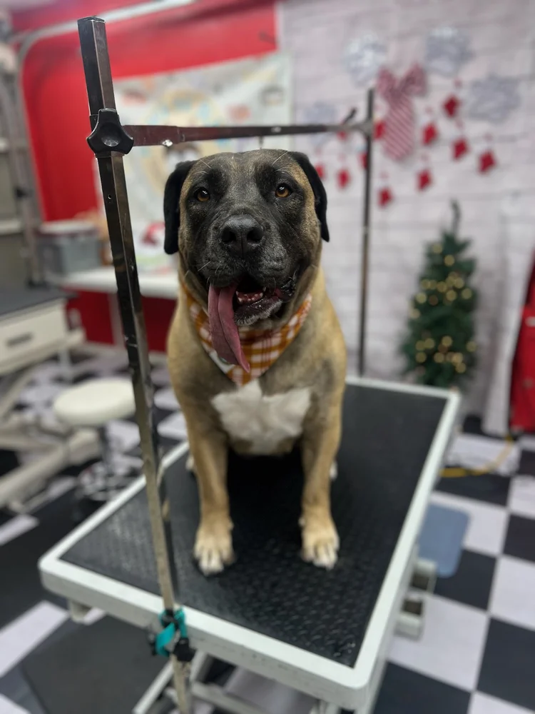 Fluff n' Buff Grooming Salon