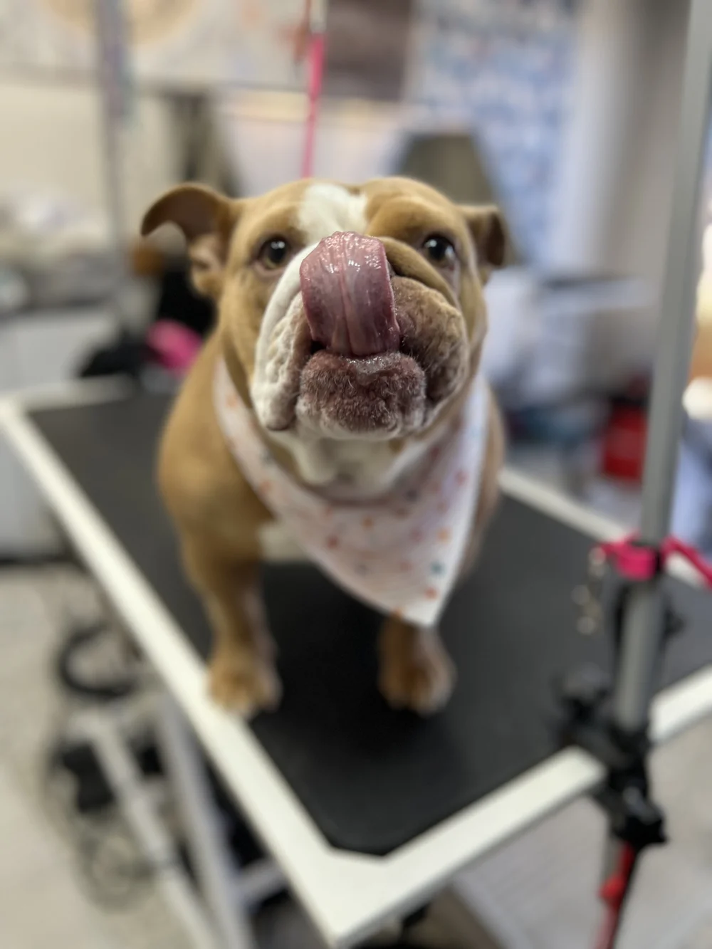 Fluff n' Buff Grooming Salon