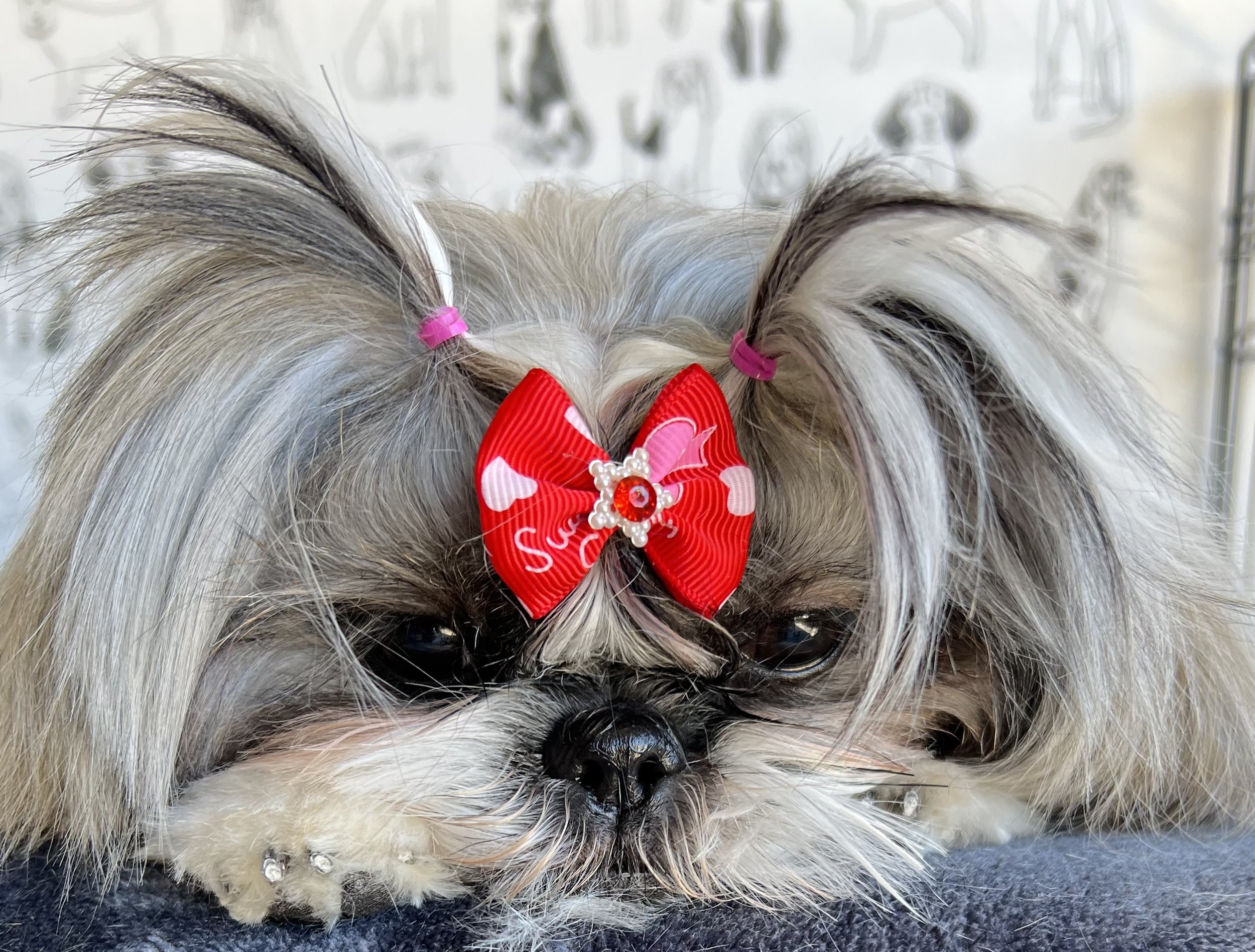 Fluff n' Buff Grooming Salon