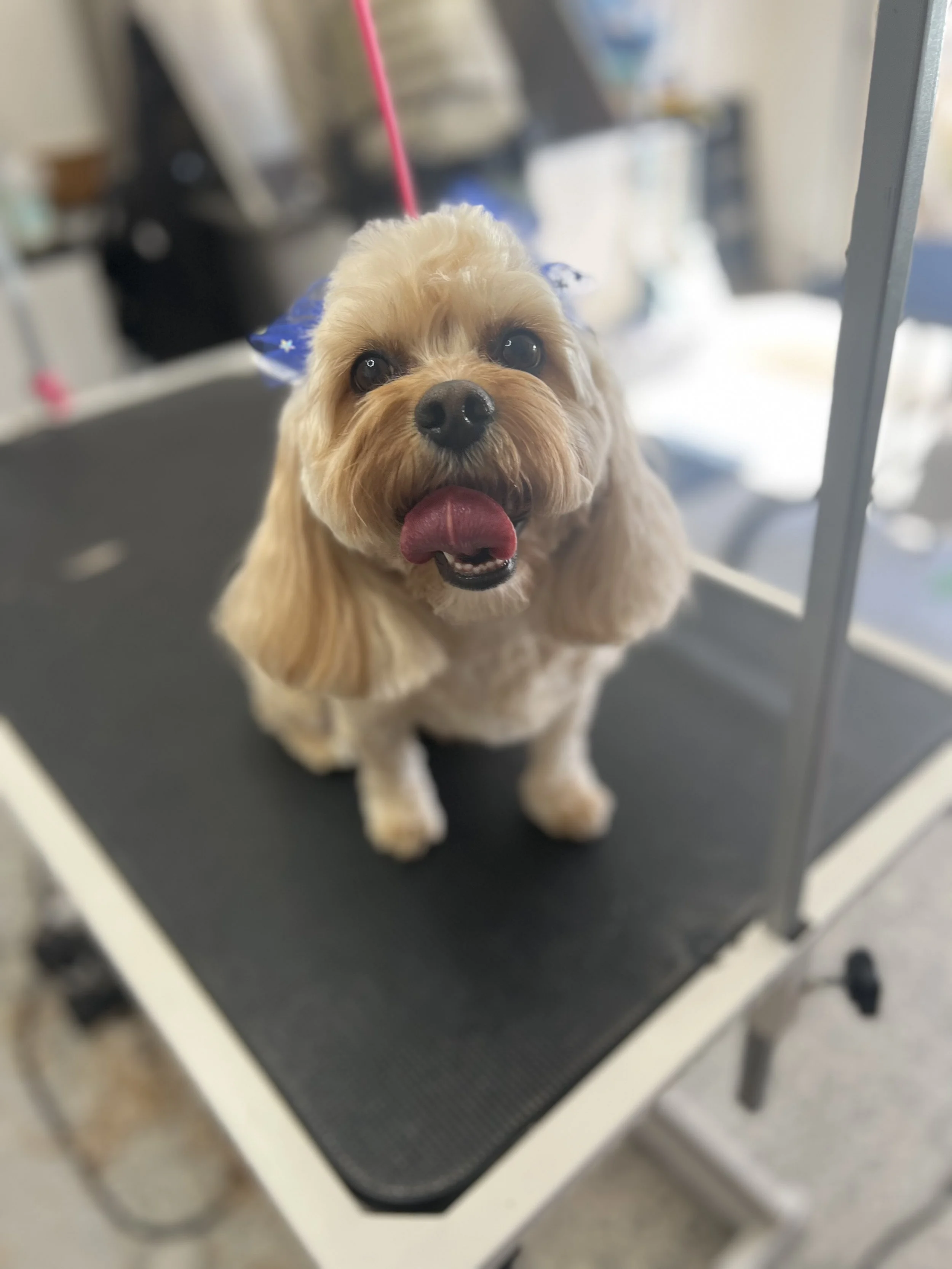 Fluff n' Buff Grooming Salon