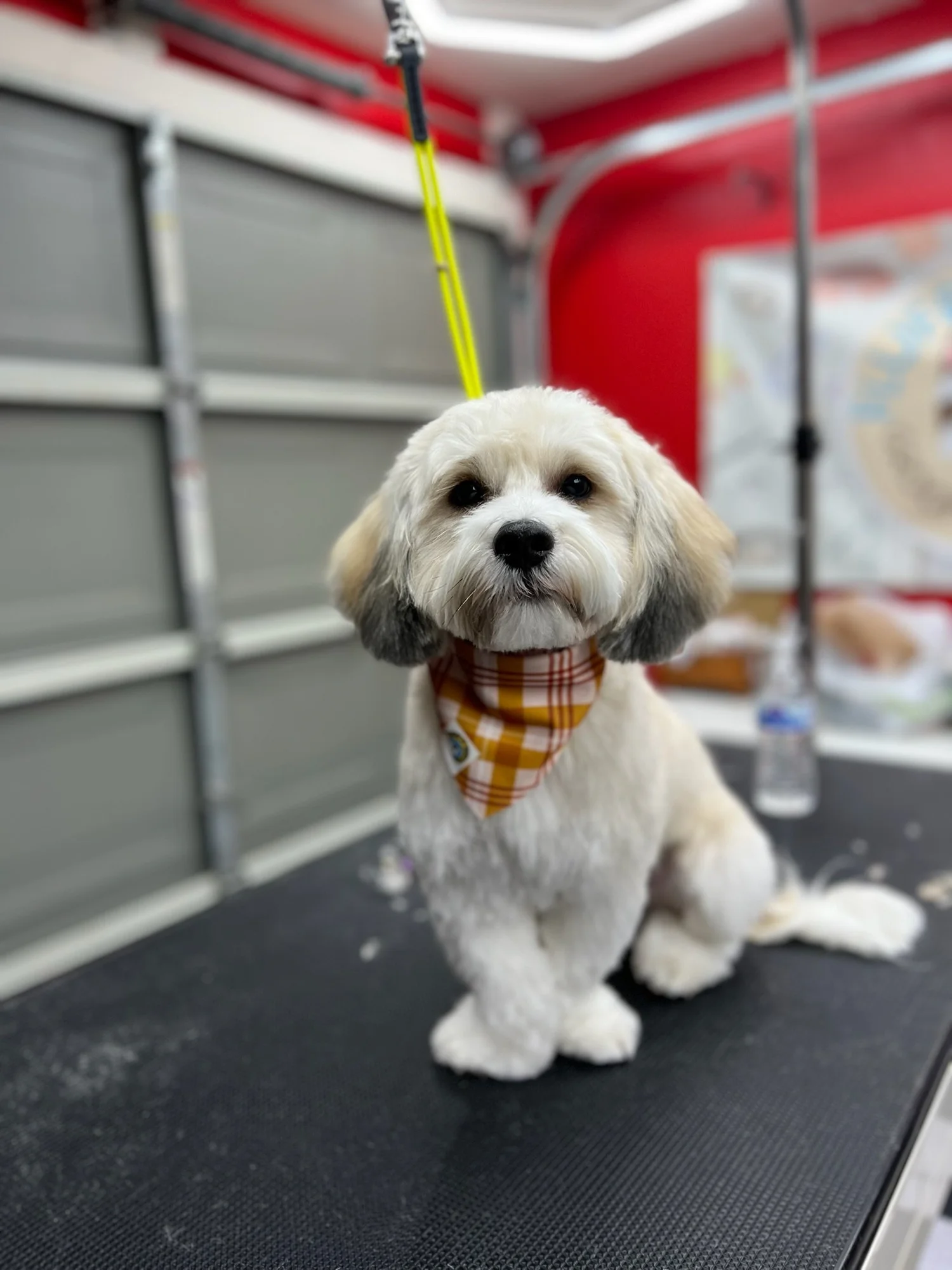Fluff n' Buff Grooming Salon