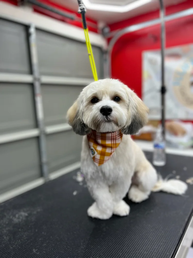 Fluff n' Buff Grooming Salon