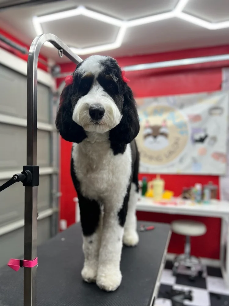 Fluff n' Buff Grooming Salon