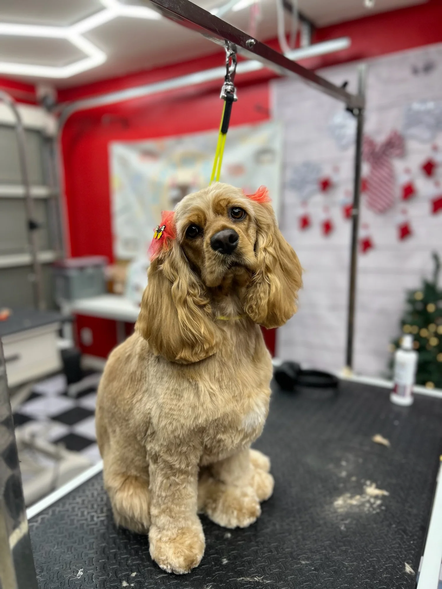 Fluff n' Buff Grooming Salon