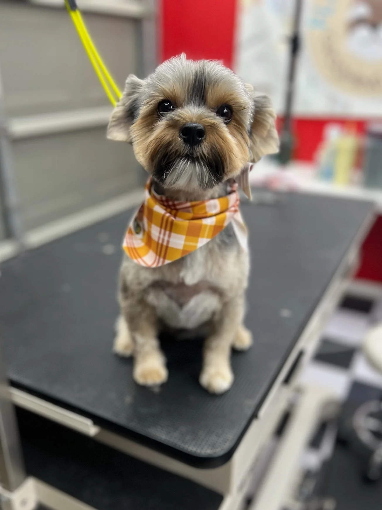 Fluff n' Buff Grooming Salon