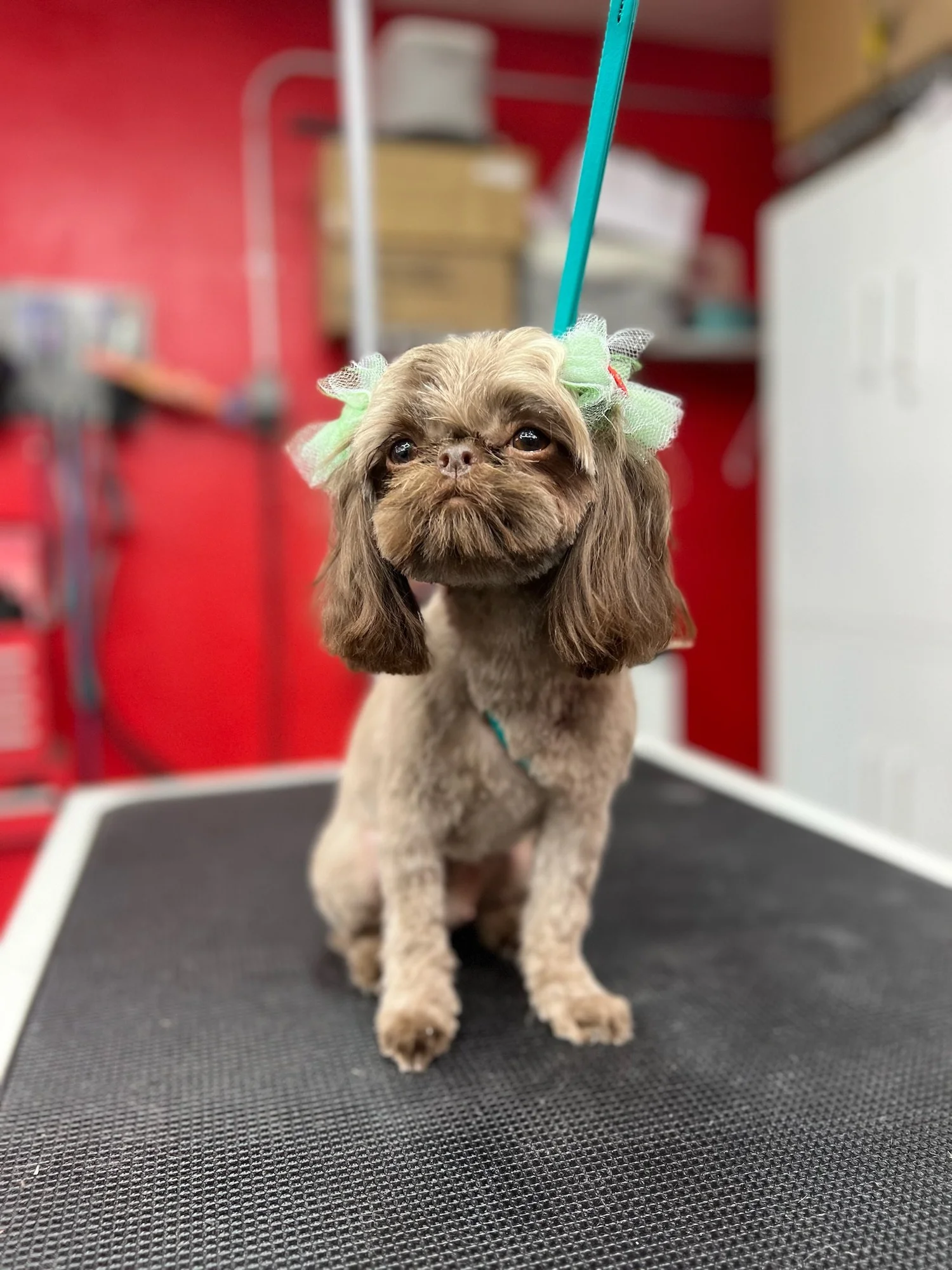 Fluff n' Buff Grooming Salon